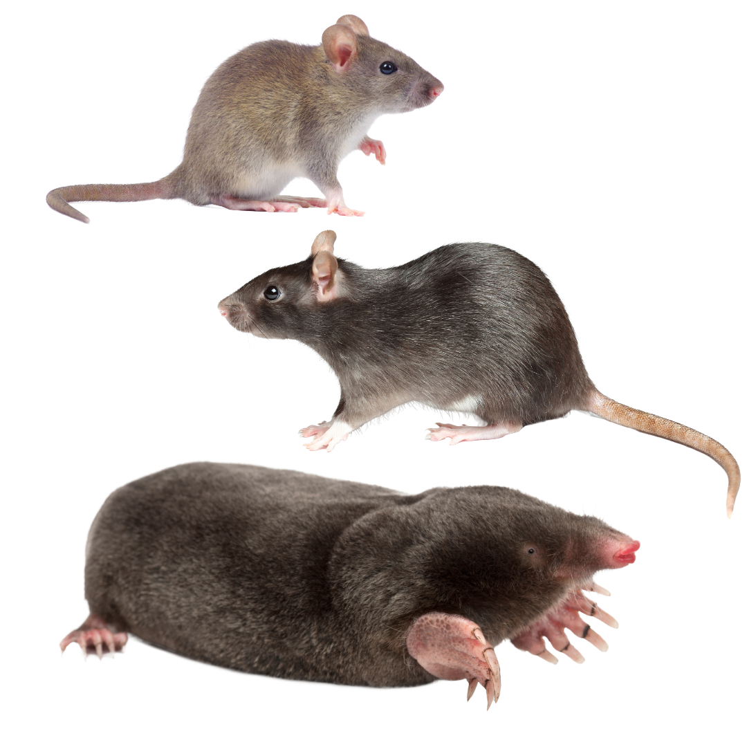 Mus, Rotter og Muldvarp - KELAX ApS